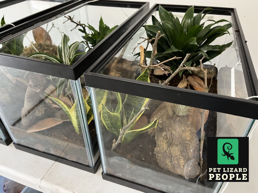 What Is The Ideal Crested Gecko Tank Size & How To Choose