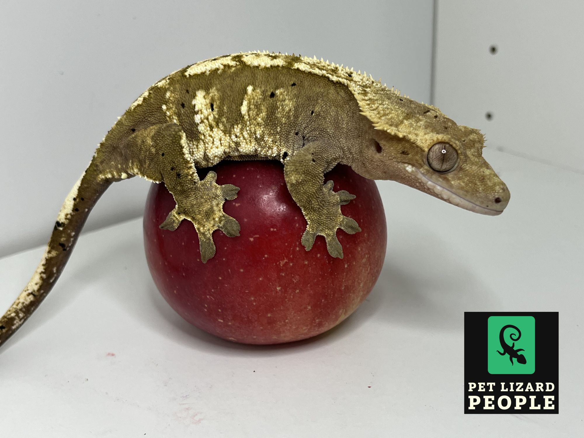 Can Crested Geckos Eat Apples? A Feeding Guide