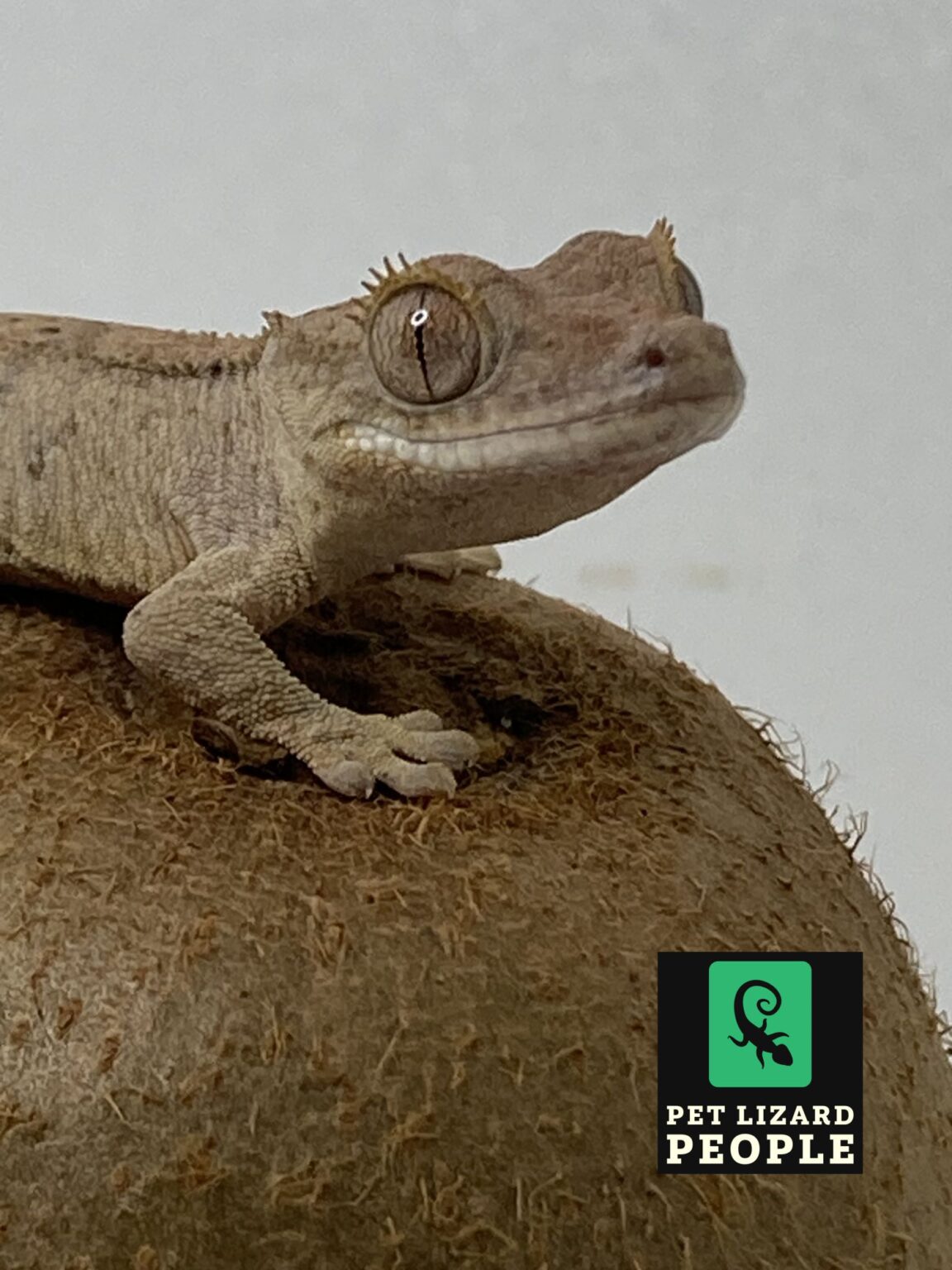 Can Crested Geckos Eat Kiwi? Stop! - Read Before Feeding