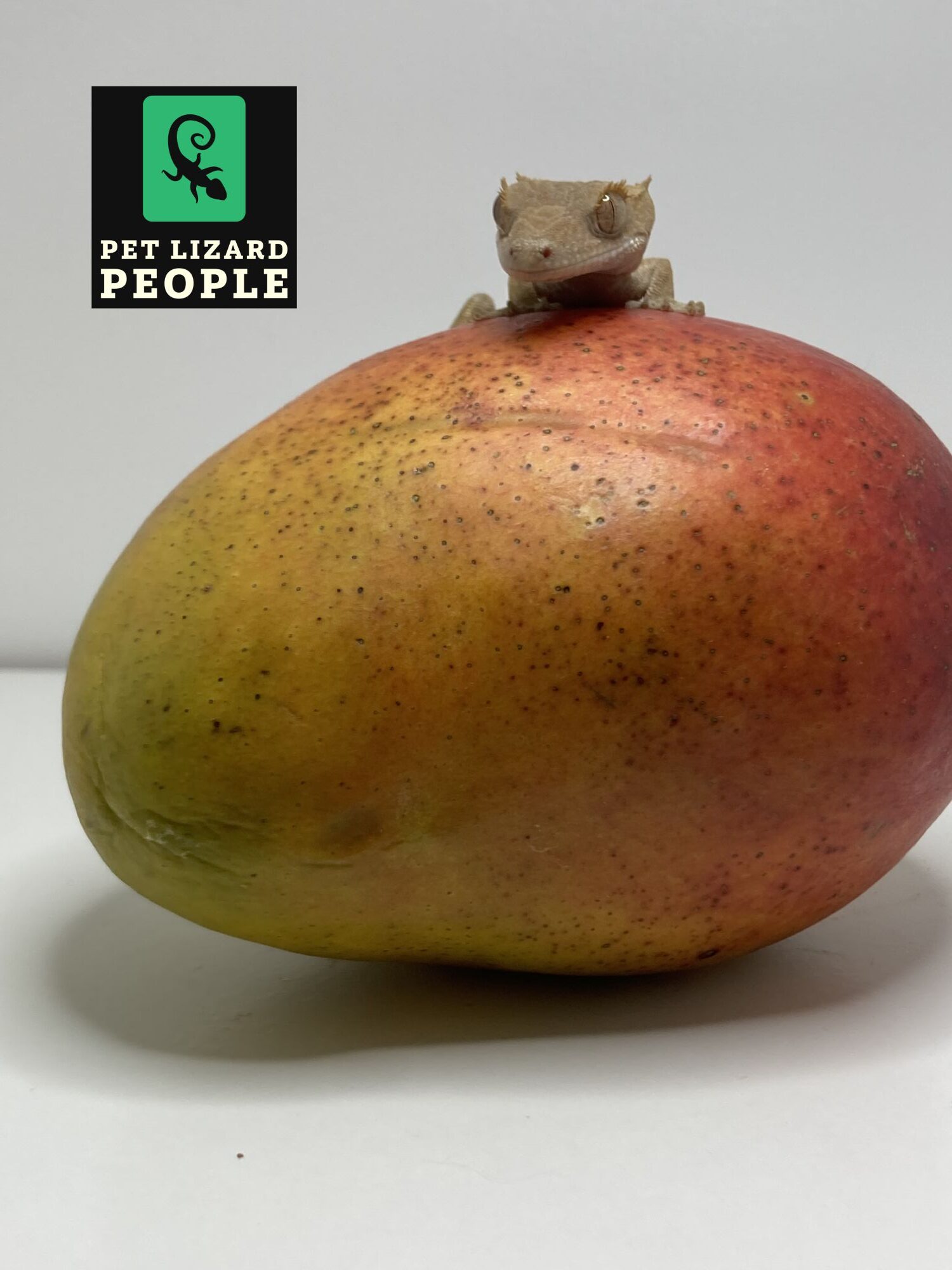 Can Crested Geckos Eat Mango? A Complete Feeding Guide