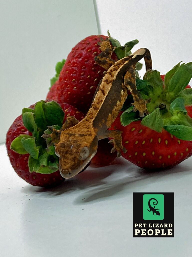 Can Crested Geckos Eat Strawberries? Complete Feeding Guide