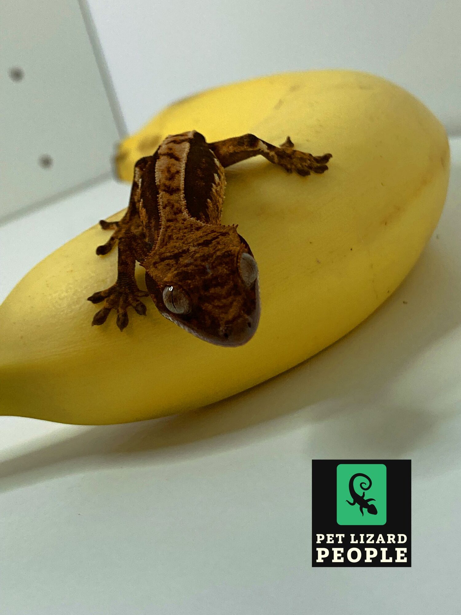 Can Crested Geckos Eat Bananas? A Feeding Guide