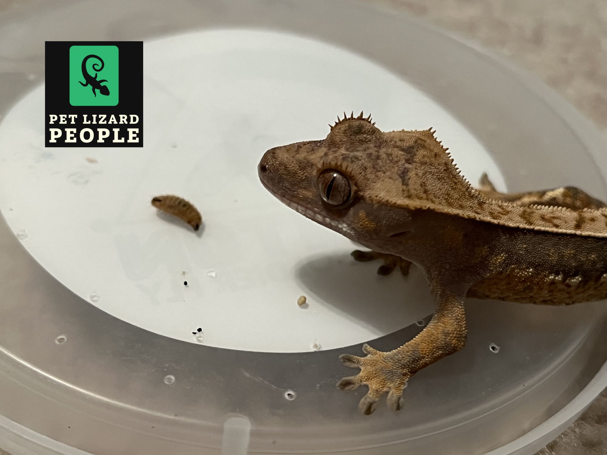 Can Crested Geckos Eat Black Soldier Fly Larvae? BSFL Guide