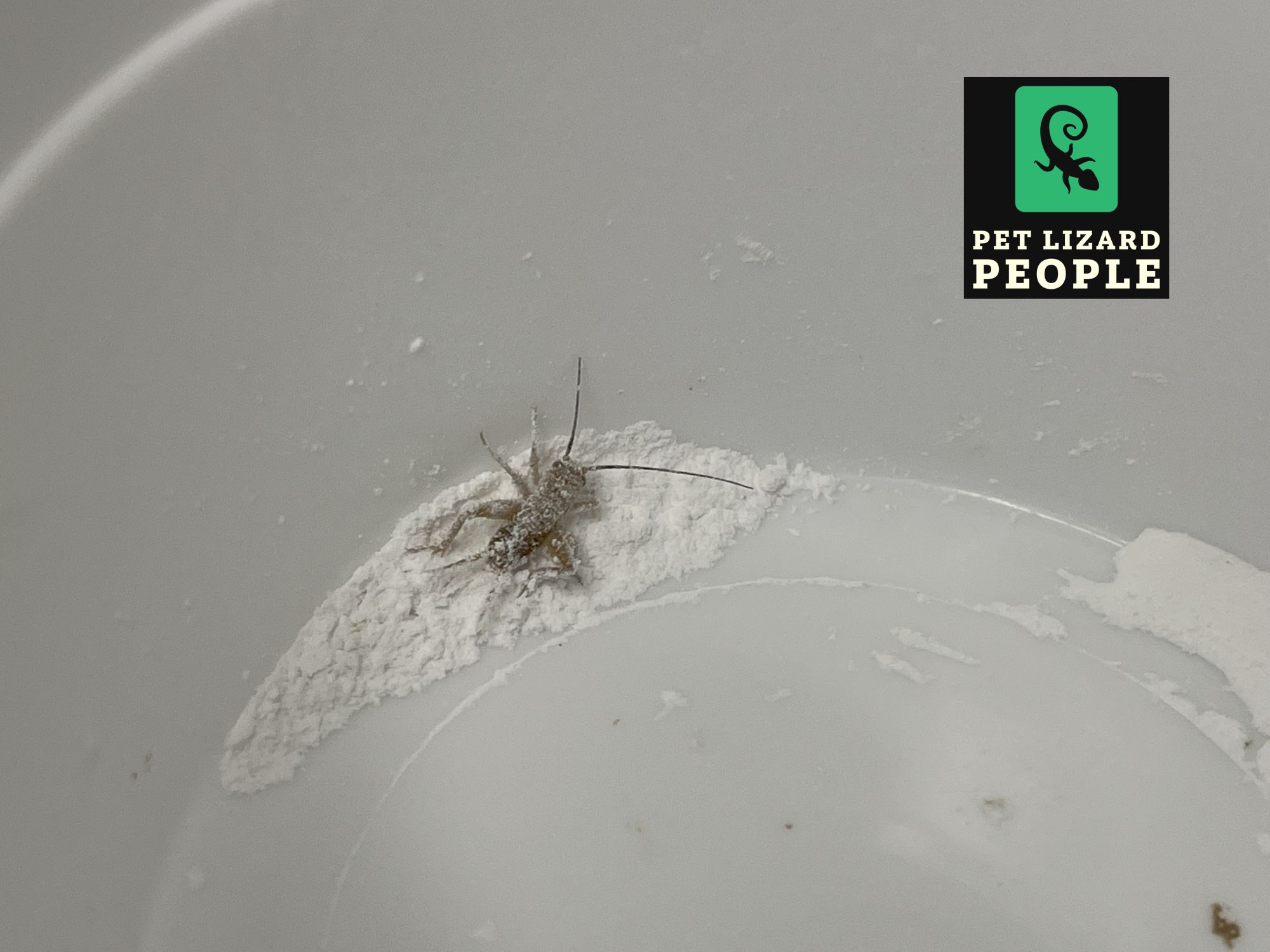 Can Crested Geckos Eat Crickets? A Complete Feeding Guide