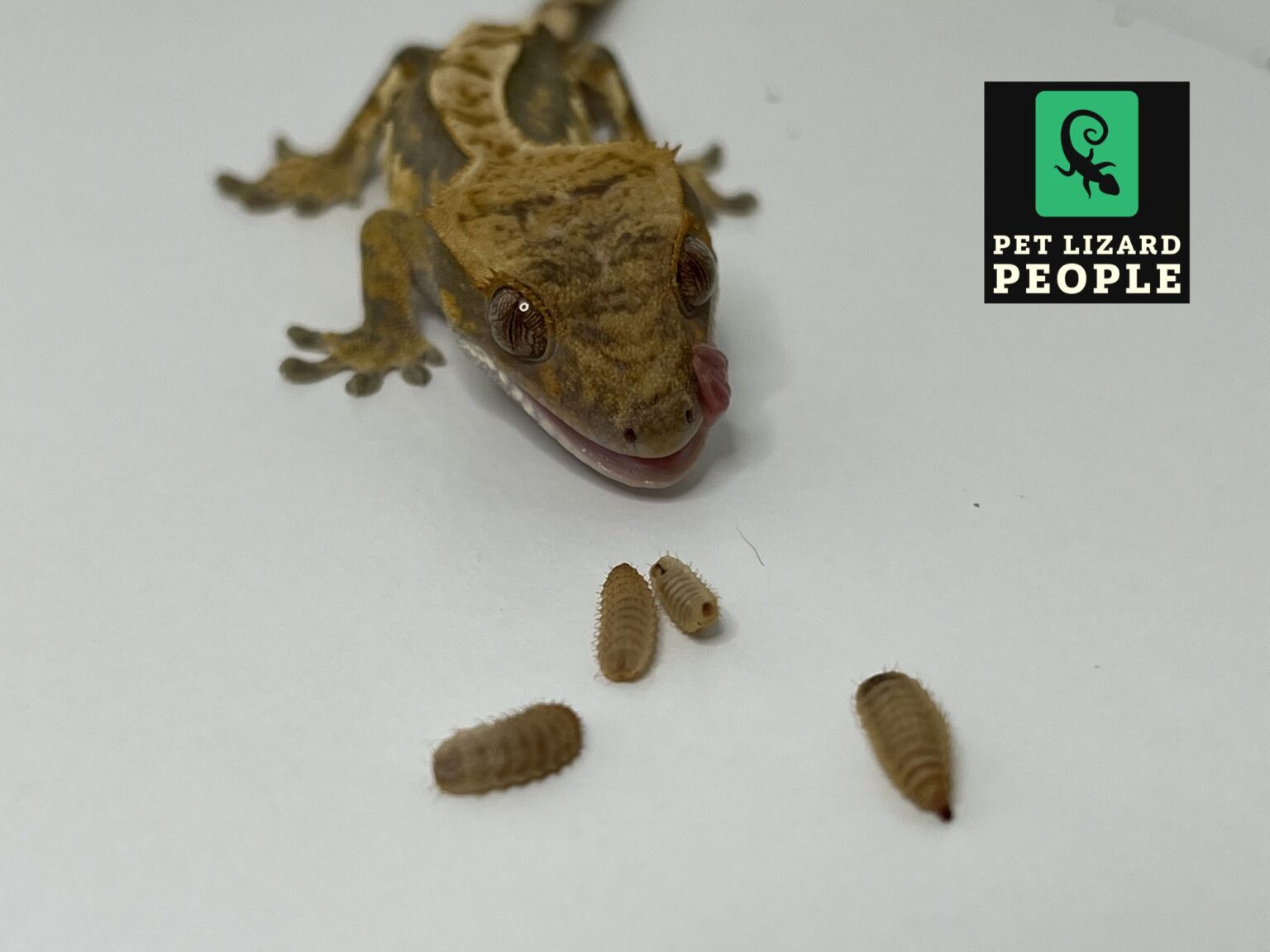 Can Crested Geckos Eat Black Soldier Fly Larvae? BSFL Guide