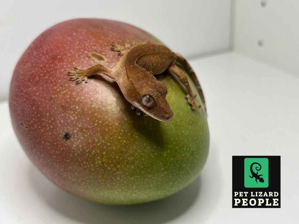 Can Crested Geckos Eat Mango? A Complete Feeding Guide