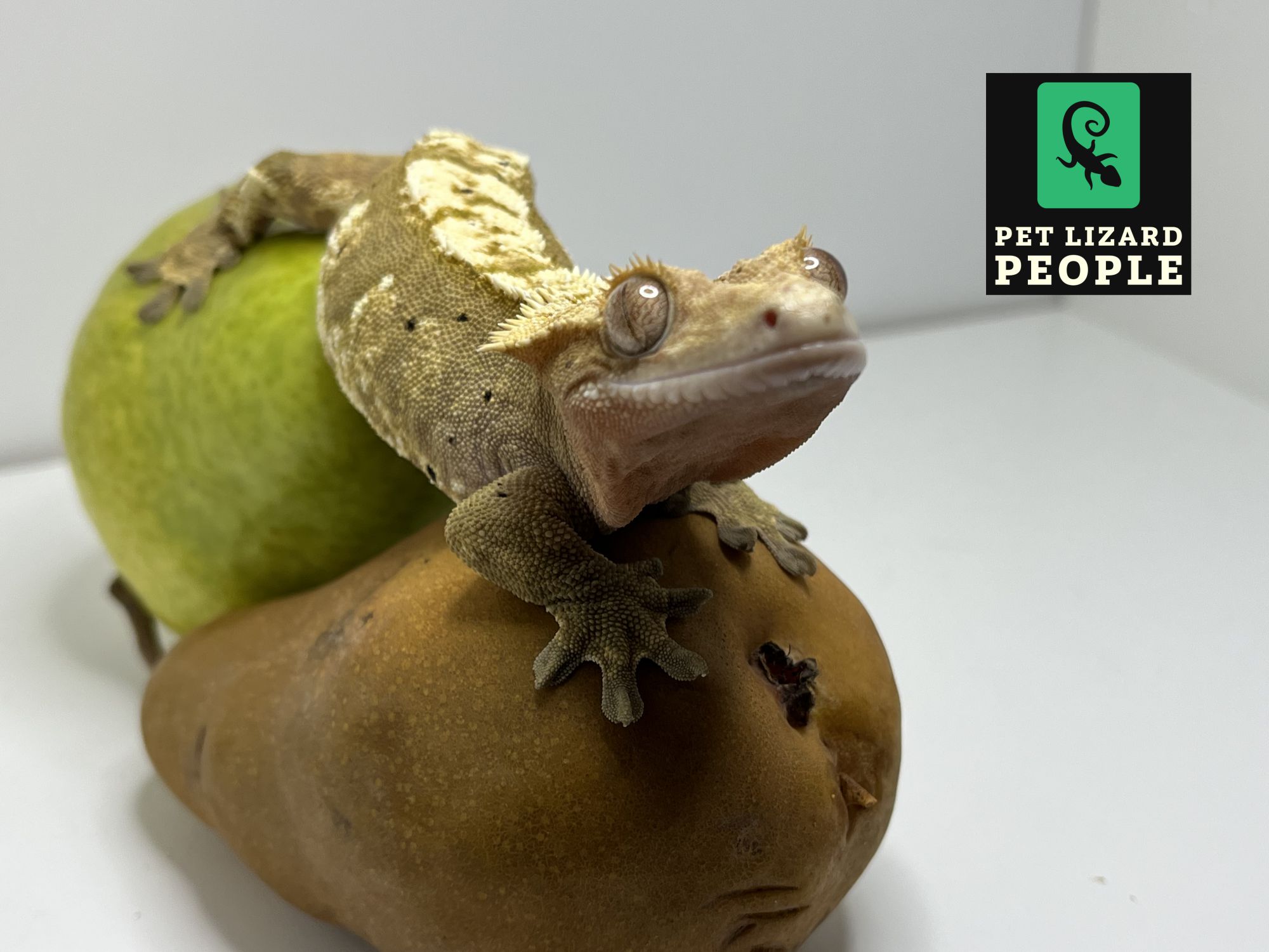 Can Crested Geckos Eat Pears? A Feeding Guide