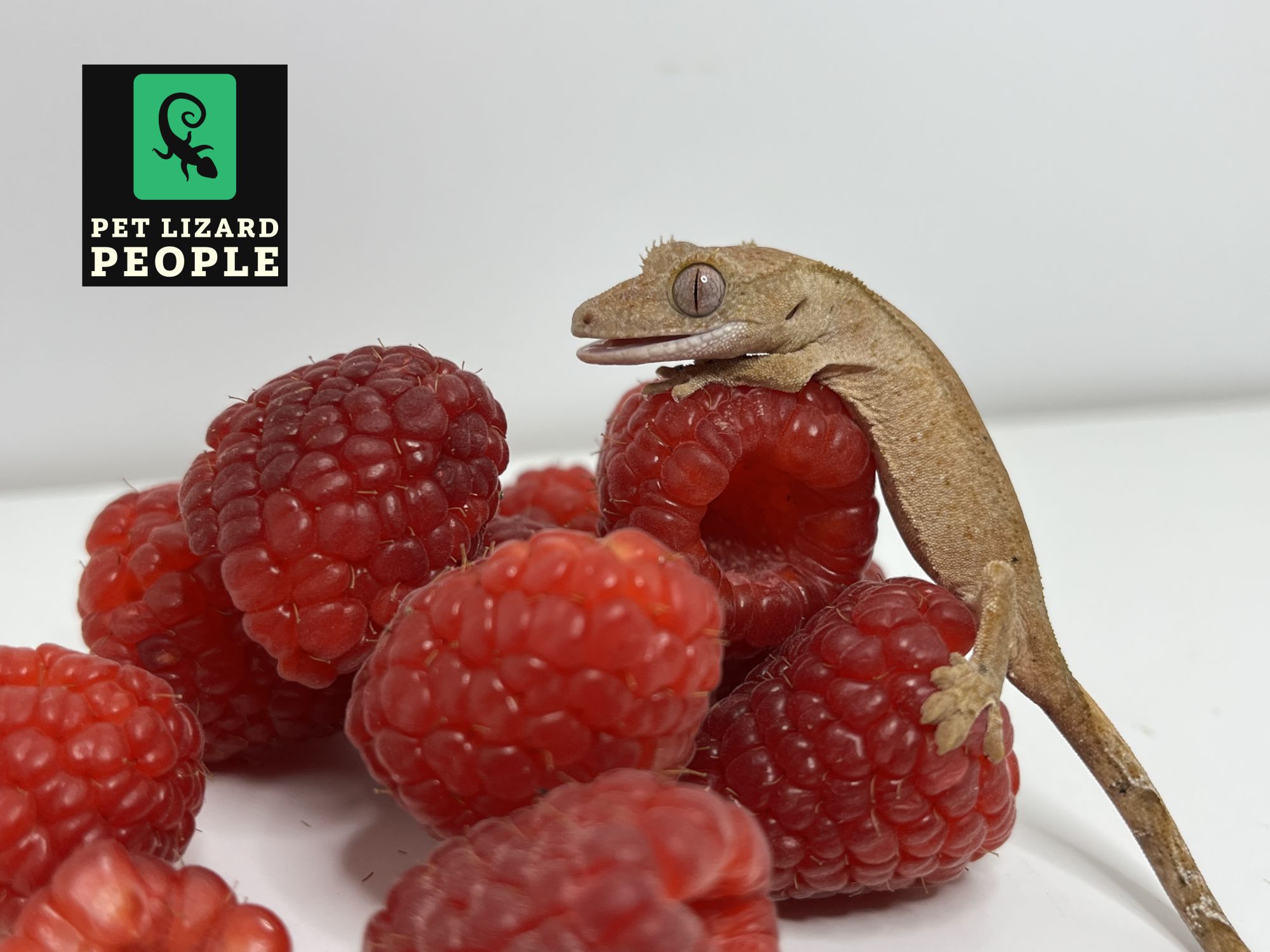 Can Crested Geckos Eat Raspberries? STOP- Read This First!