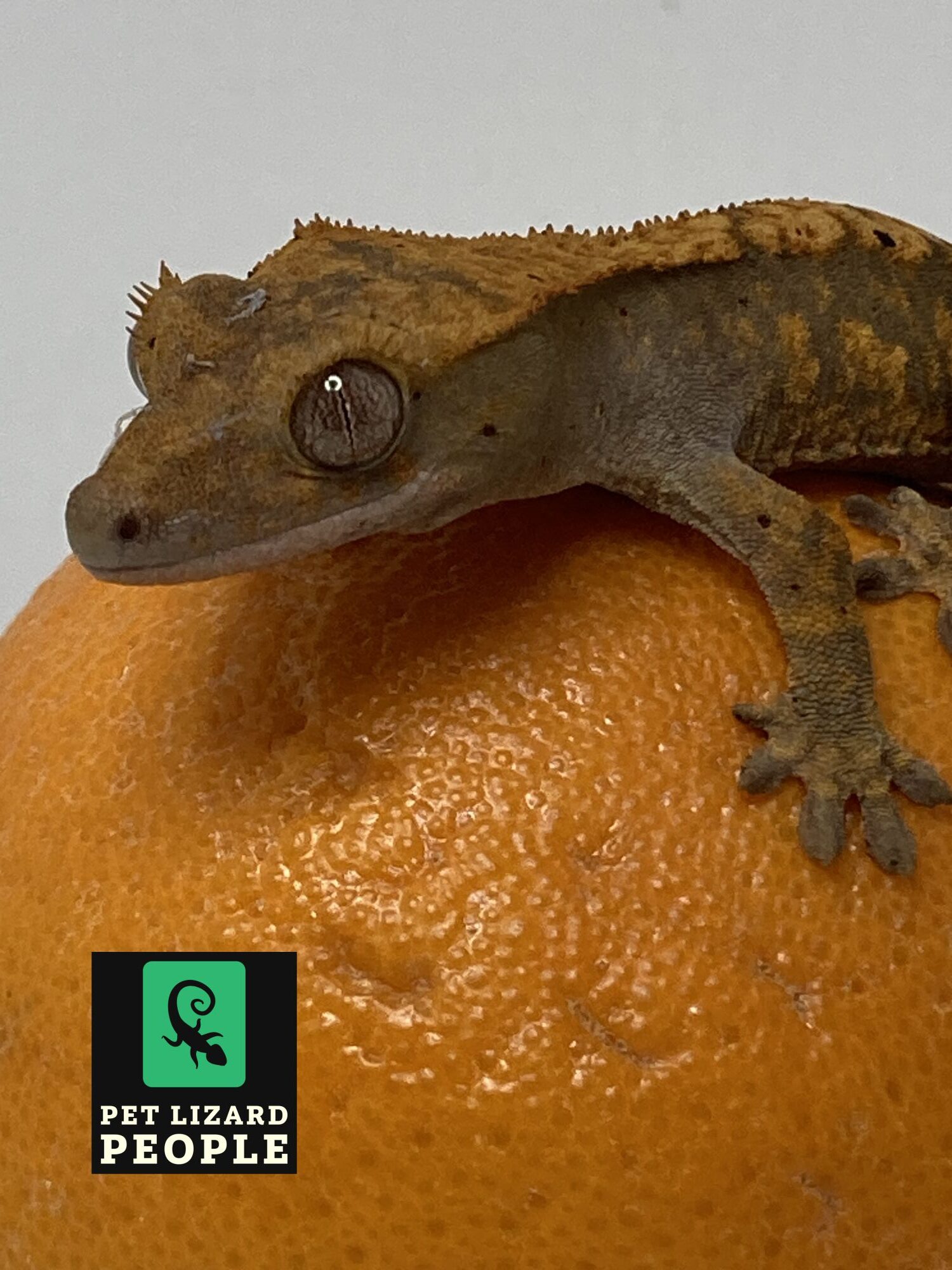 Can Crested Geckos Eat Oranges? - STOP! Read Before Feeding