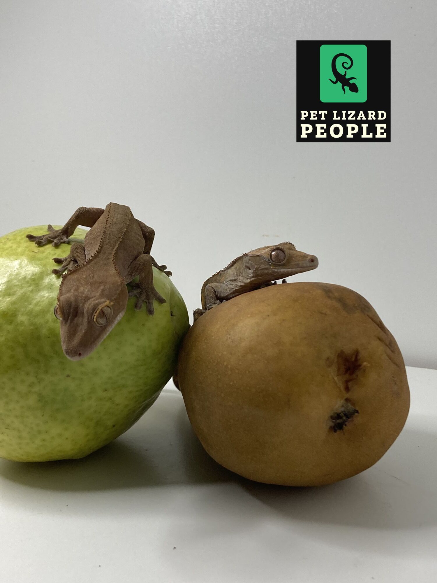 Can Crested Geckos Eat Pears? A Feeding Guide