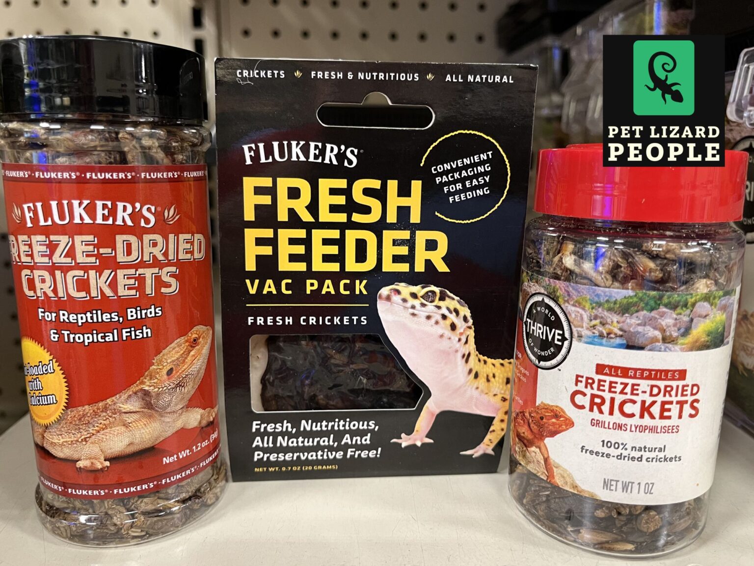 Can Crested Geckos Eat Crickets? A Complete Feeding Guide