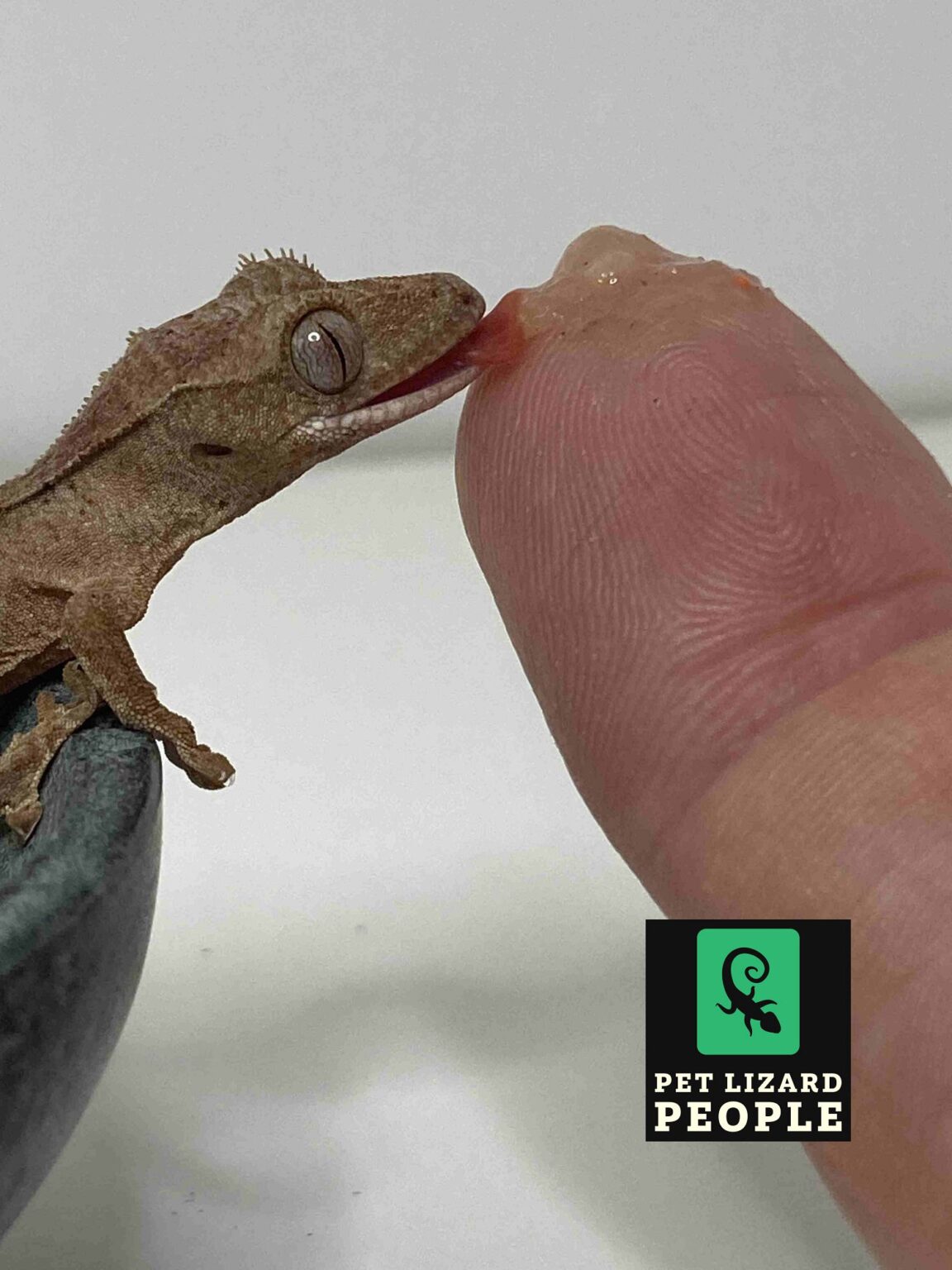 Crested Gecko Diet: An Overview & Guide To Feeding