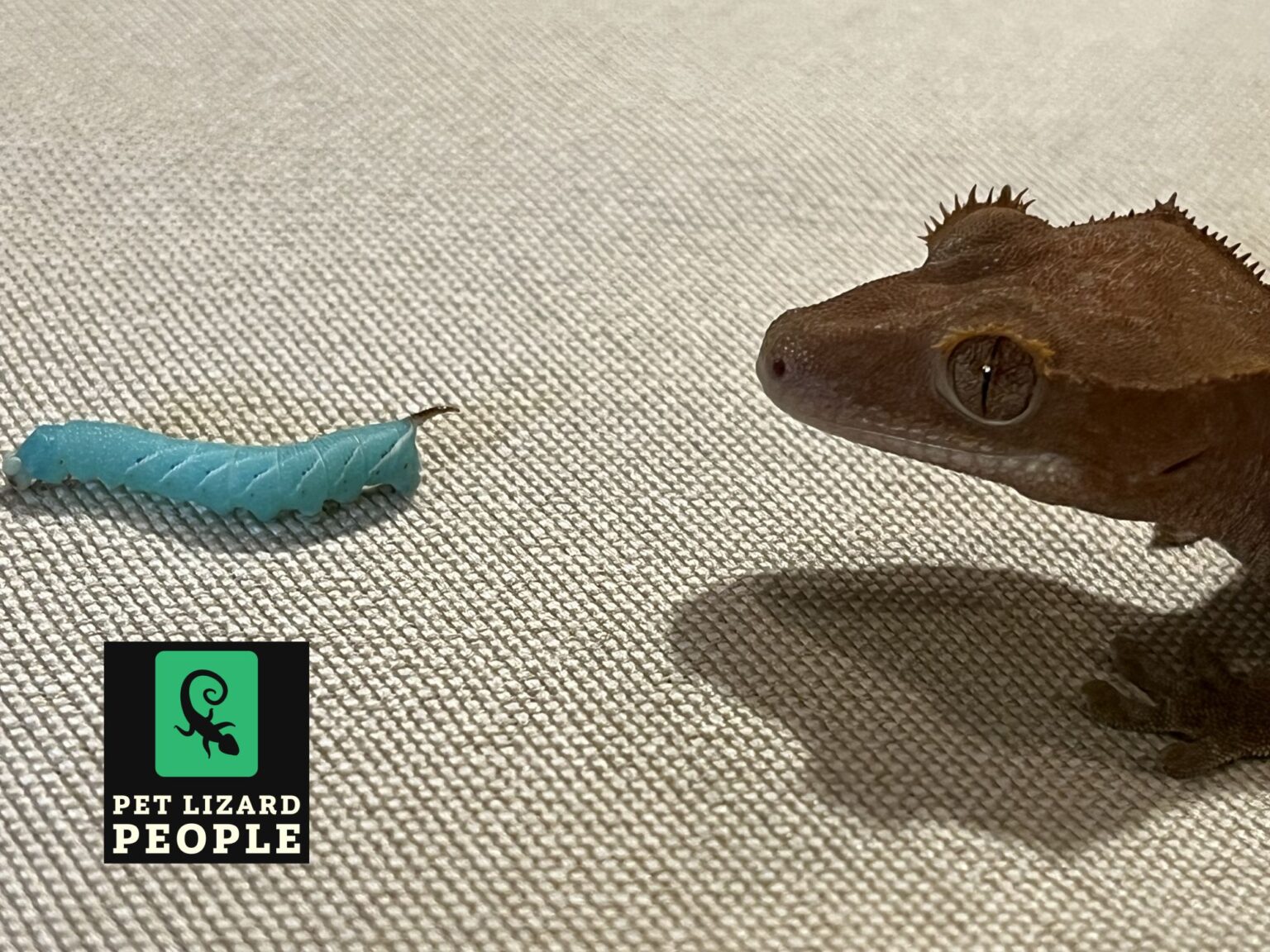 Can Crested Geckos Eat Hornworms? A Complete Feeding Guide