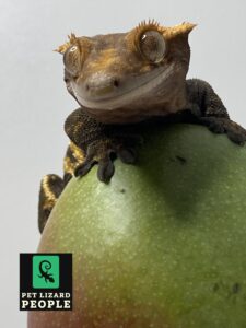 Can Crested Geckos Eat Mango? A Complete Feeding Guide