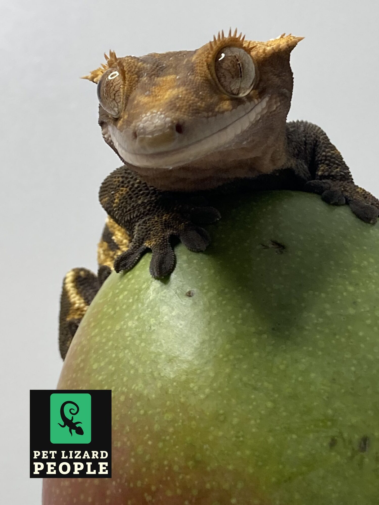 Can Crested Geckos Eat Mango? A Complete Feeding Guide