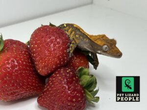 Fruit Feeding Guide - What Fruits Can A Crested Gecko Eat?