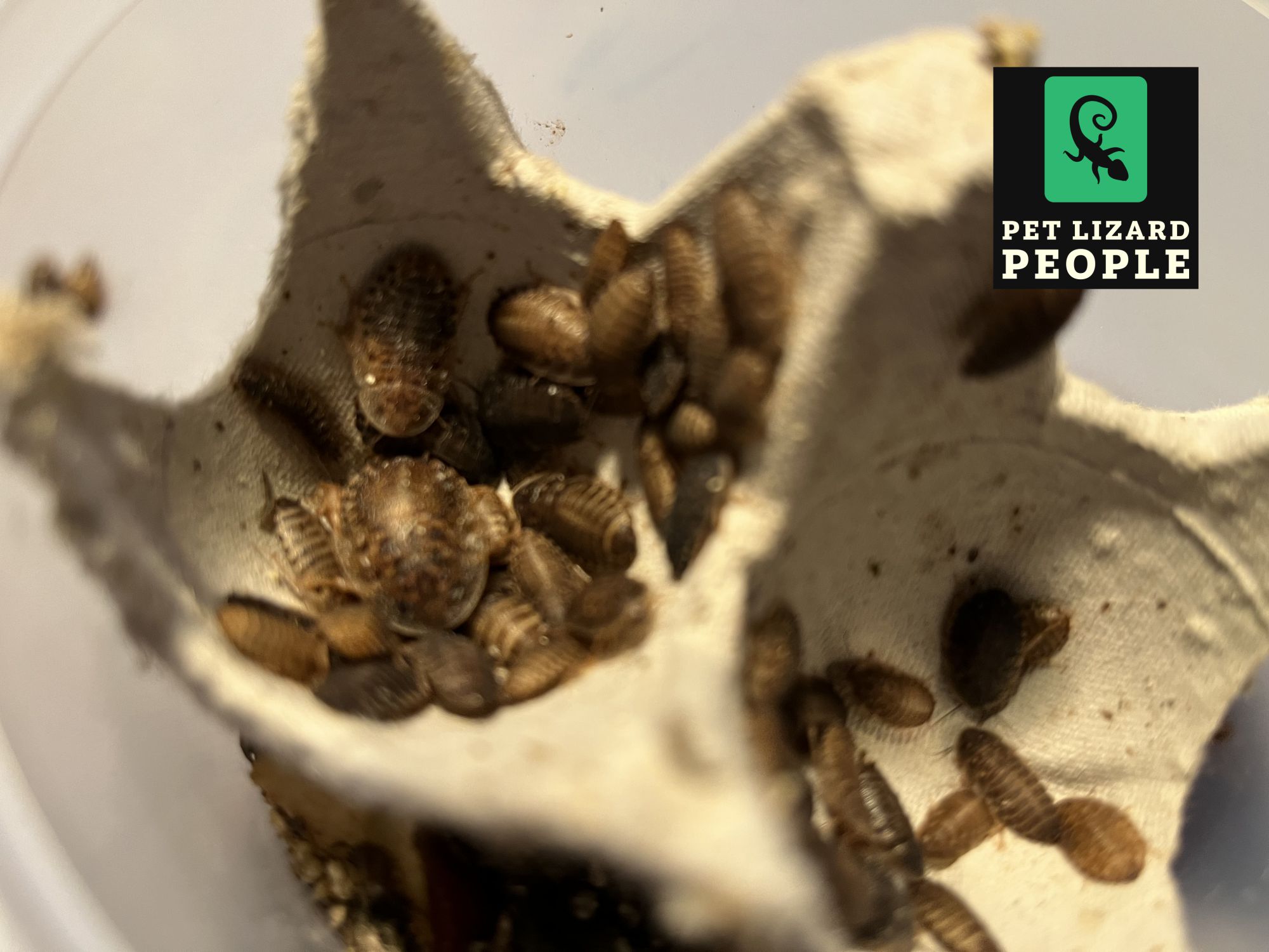 Pet Lizard People - Your Home For Tips and Care Advice