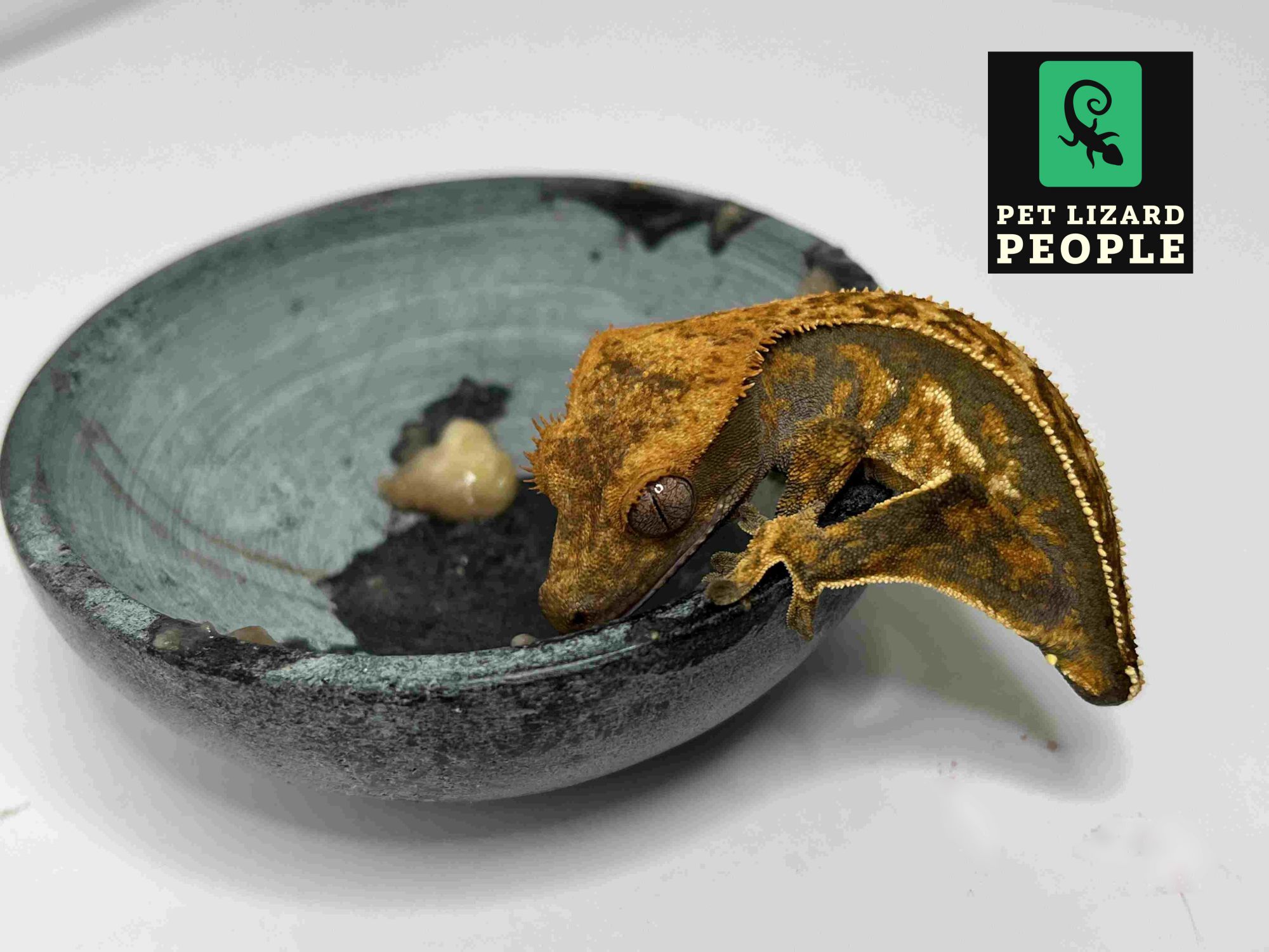 Crested Gecko Diet: An Overview & Guide To Feeding