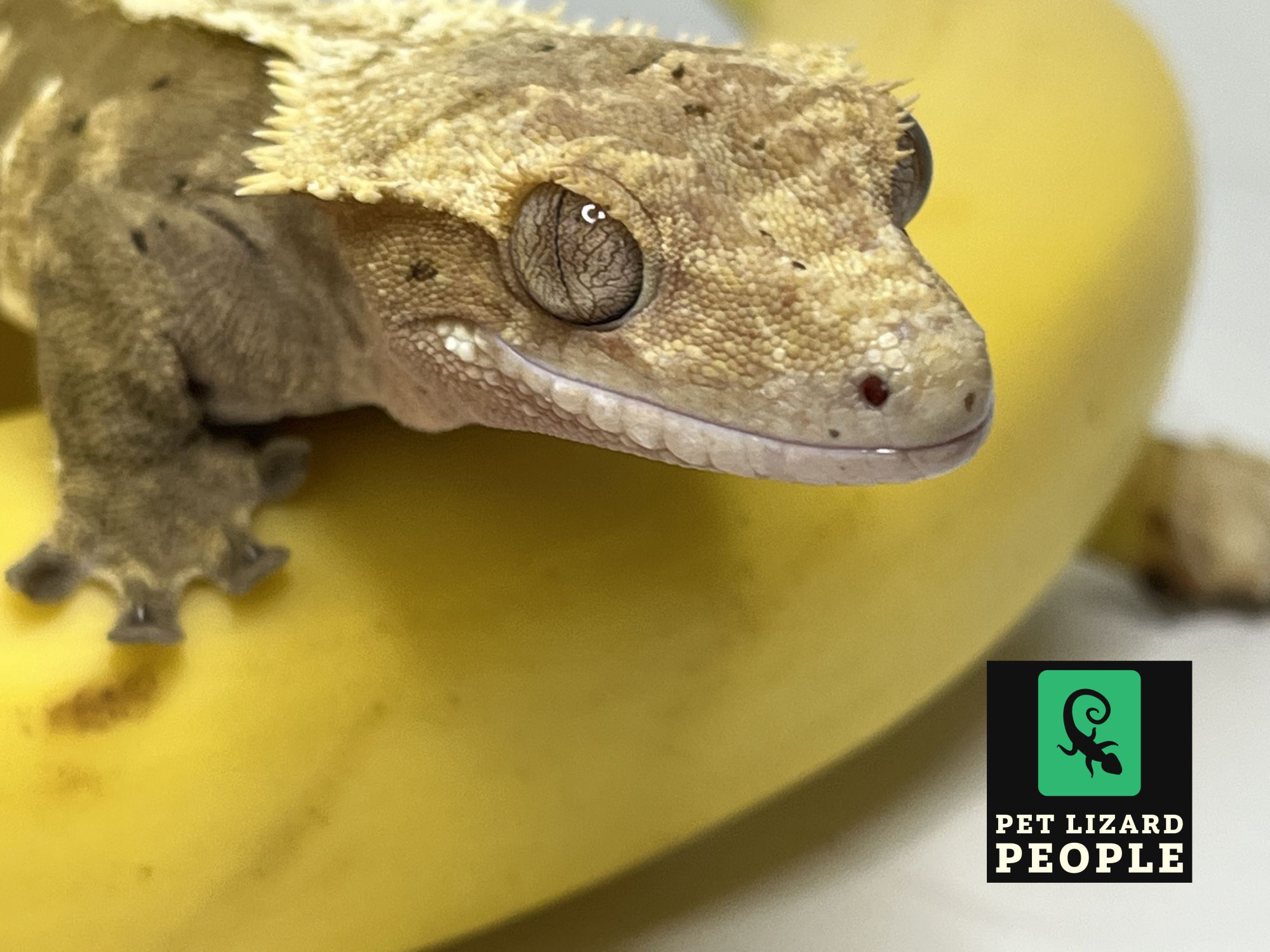 Can Crested Geckos Eat Bananas? A Feeding Guide