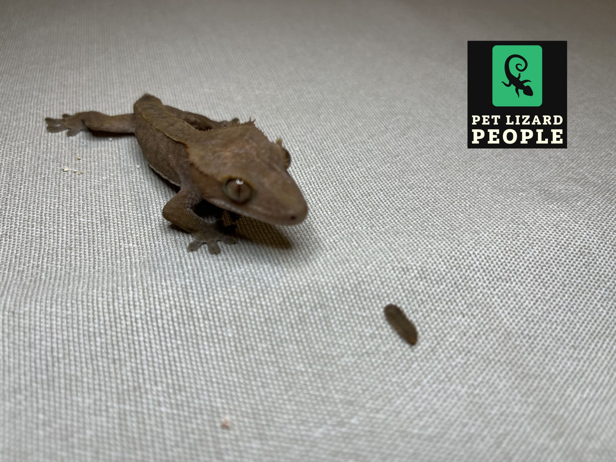 What To Do If Your Crested Gecko Is Not Eating?