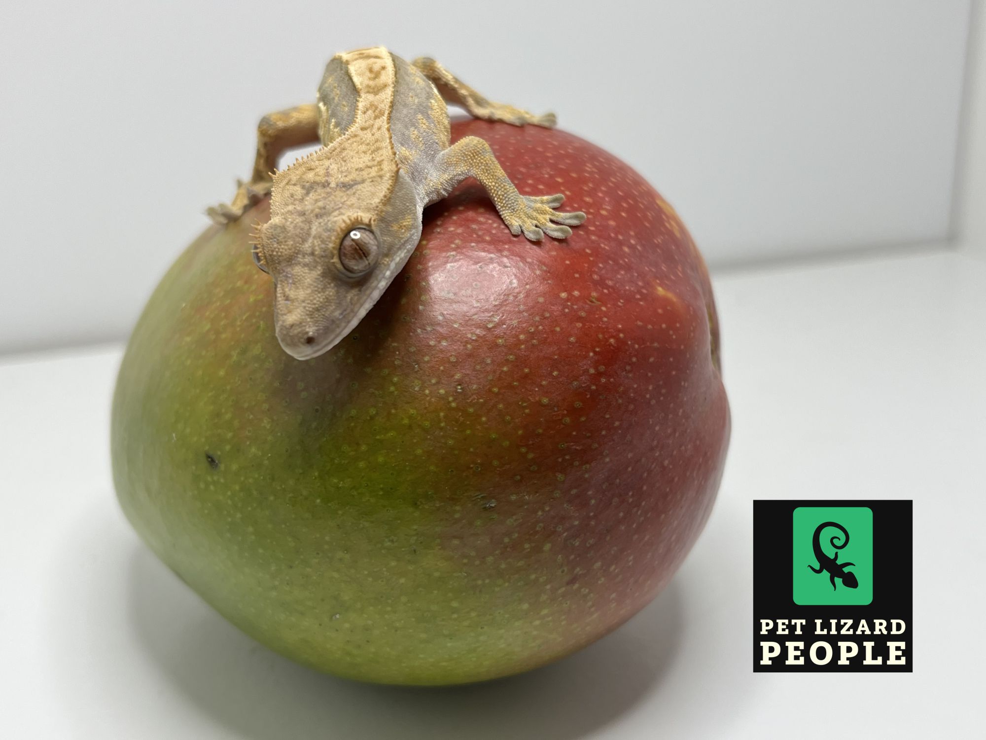 Can Crested Geckos Eat Mango? A Complete Feeding Guide