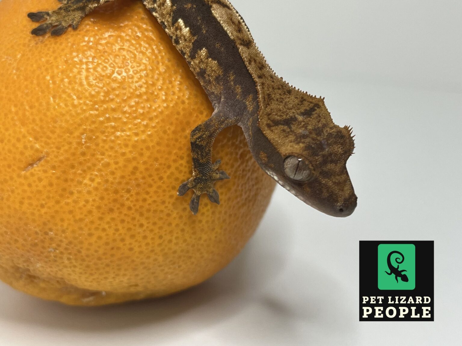 Can Crested Geckos Eat Oranges? - STOP! Read Before Feeding