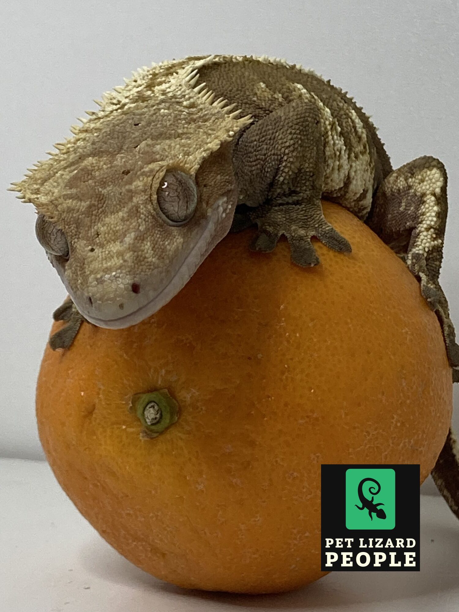 Can Crested Geckos Eat Oranges? - STOP! Read Before Feeding