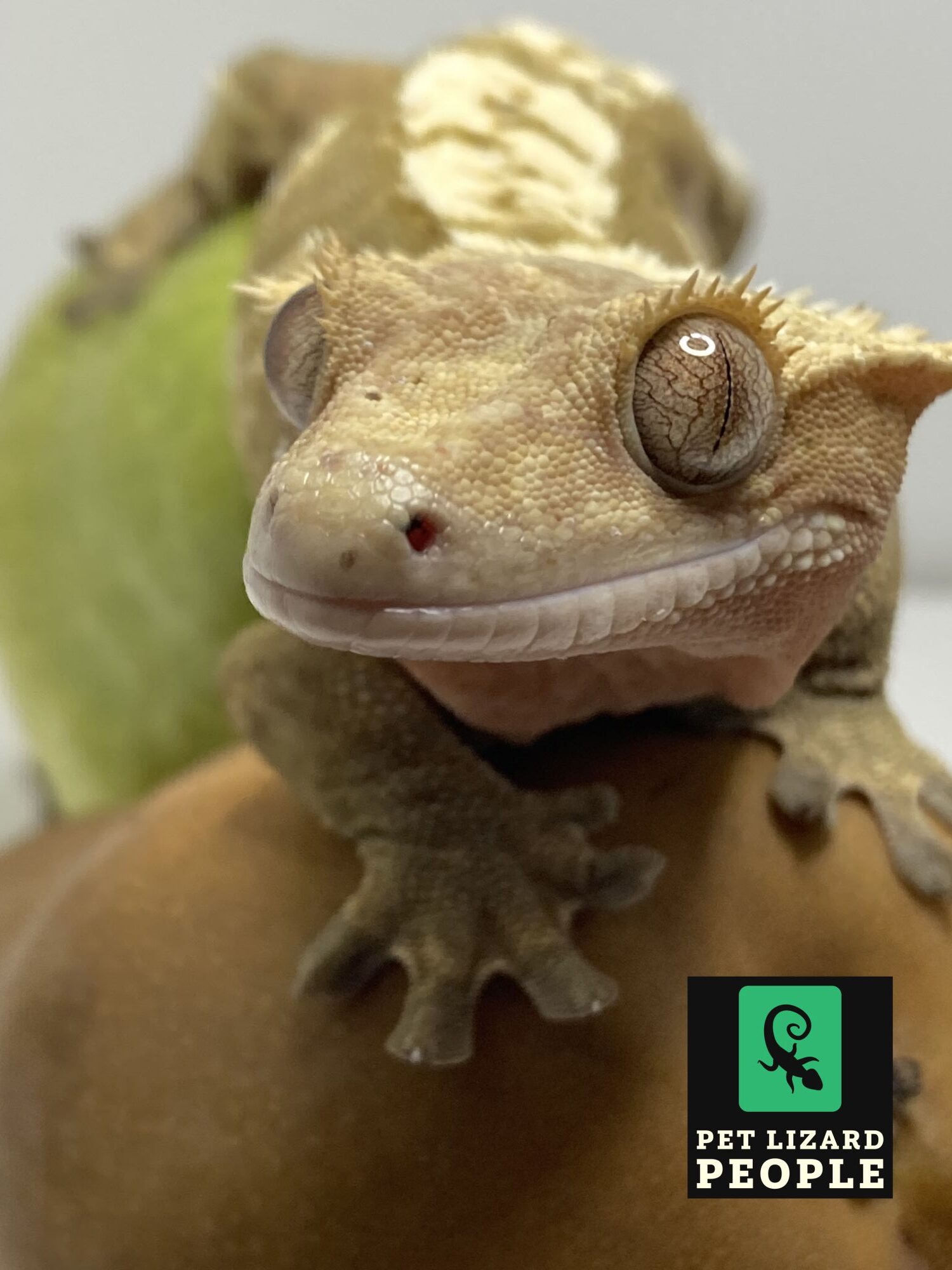 Can Crested Geckos Eat Pears? A Feeding Guide