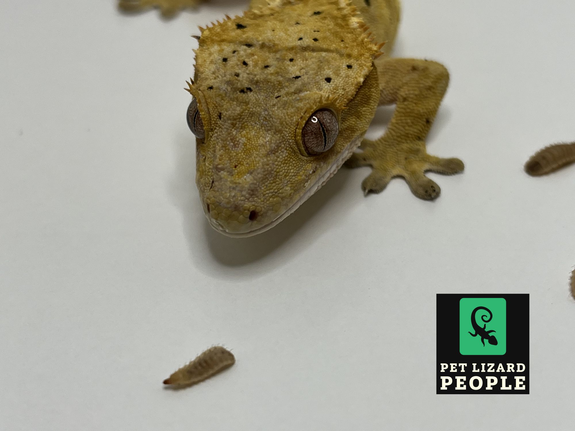Can Crested Geckos Eat Black Soldier Fly Larvae? BSFL Guide