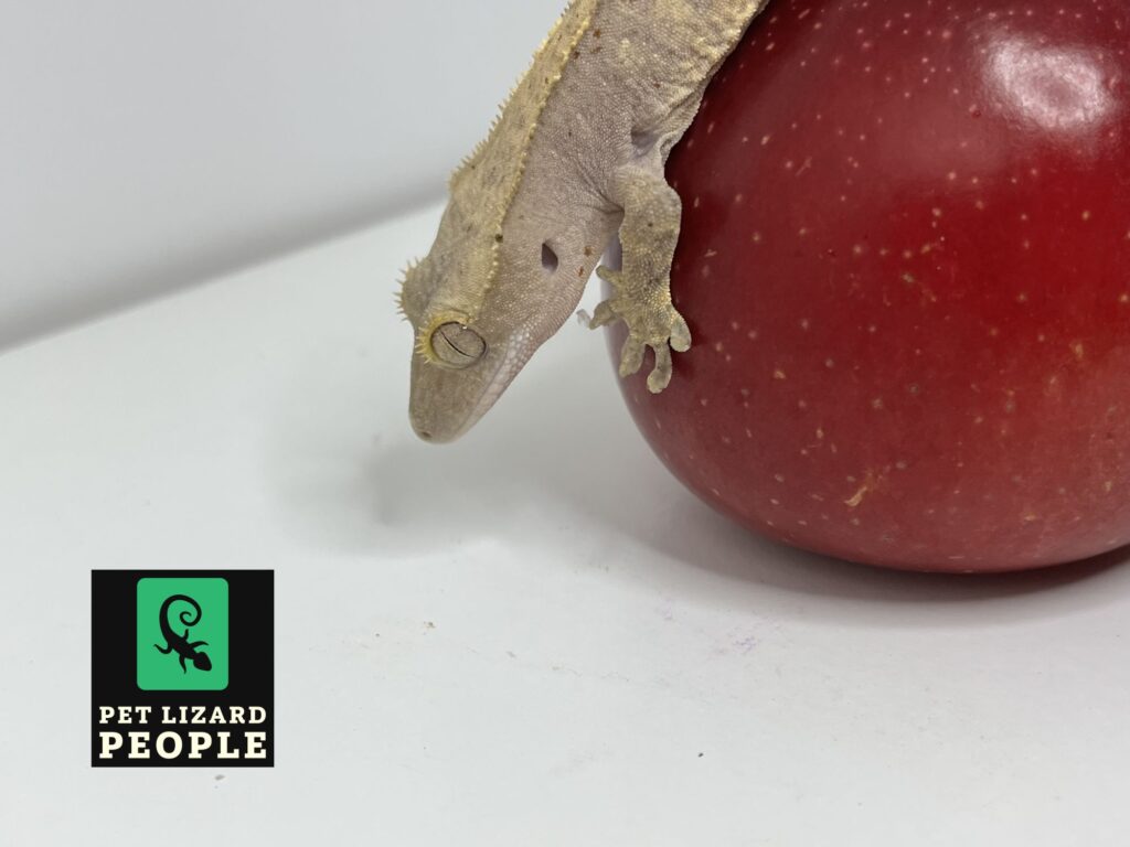 Fruit Feeding Guide - What Fruits Can A Crested Gecko Eat?