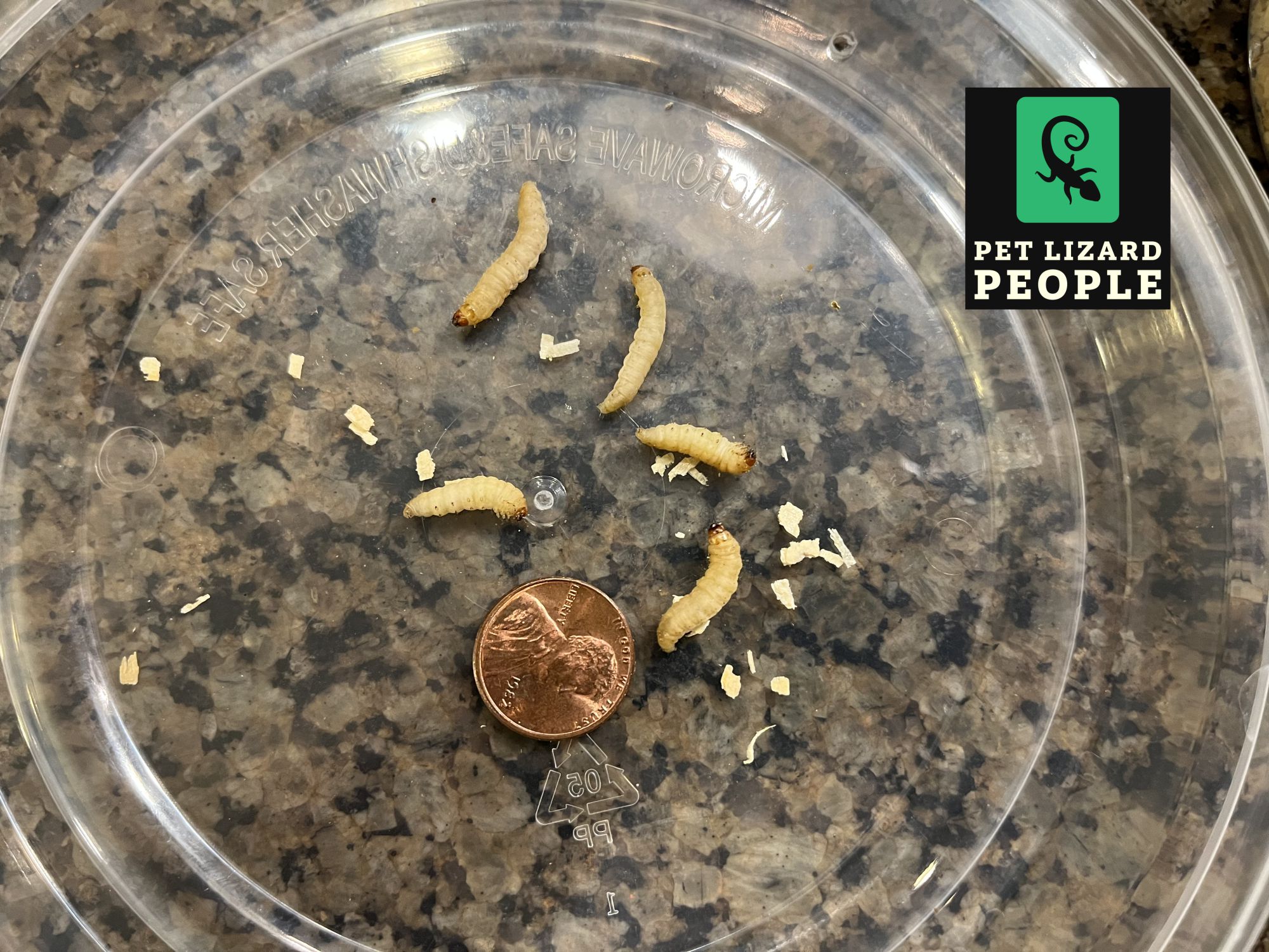 Can Crested Geckos Eat Waxworms? A Complete Feeding Guide