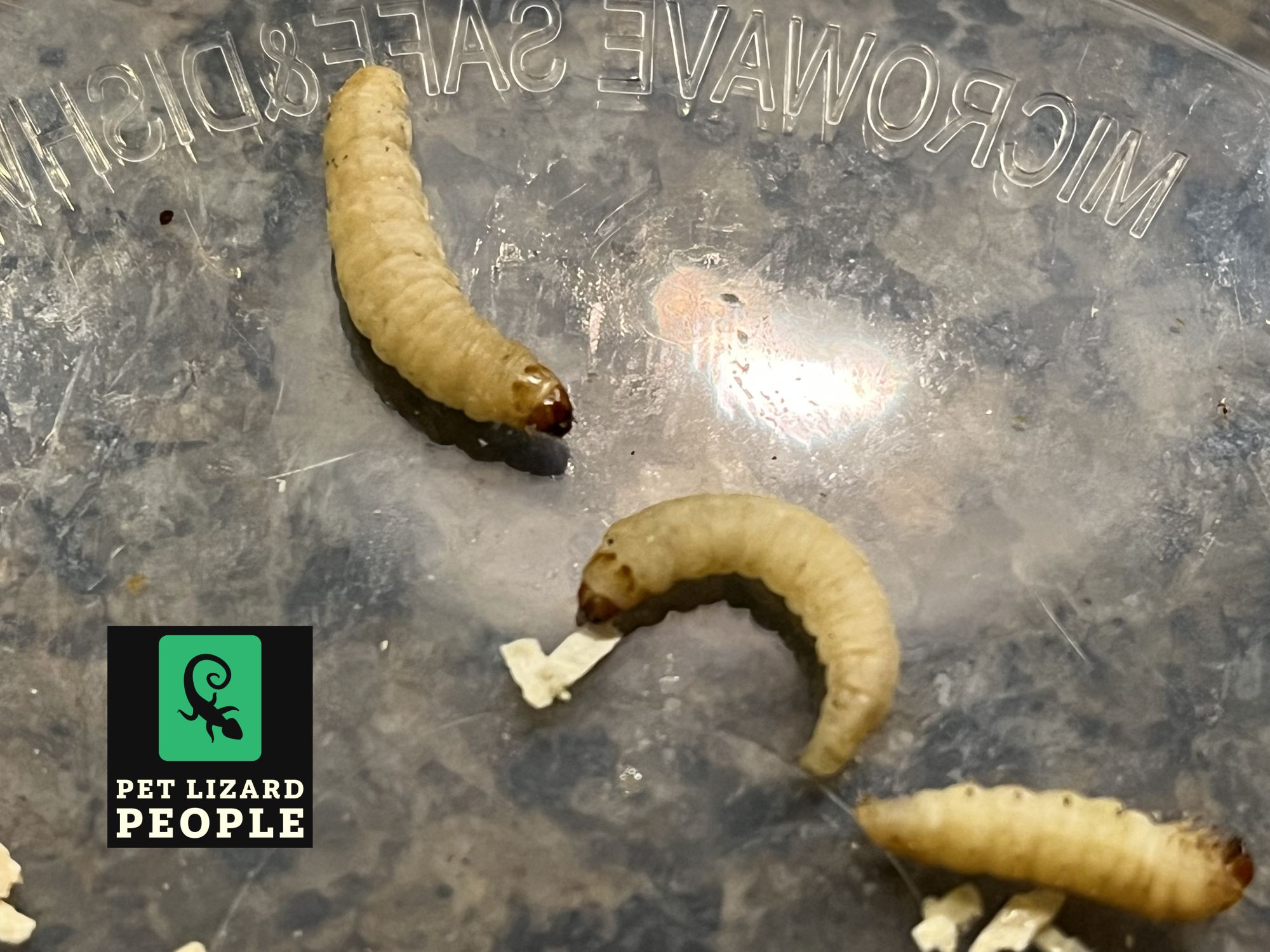 Can Crested Geckos Eat Waxworms? A Complete Feeding Guide