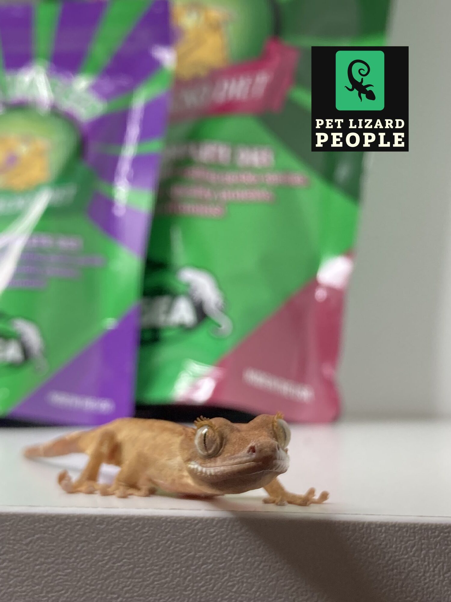 Guide to Pangea Crested Gecko Food - Complete Gecko Diet