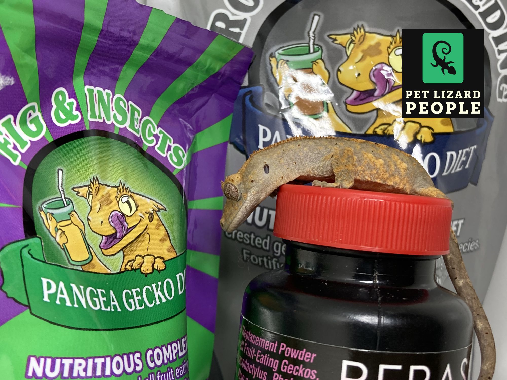 Guide to Crested Gecko Complete Diet - CGD - MRP