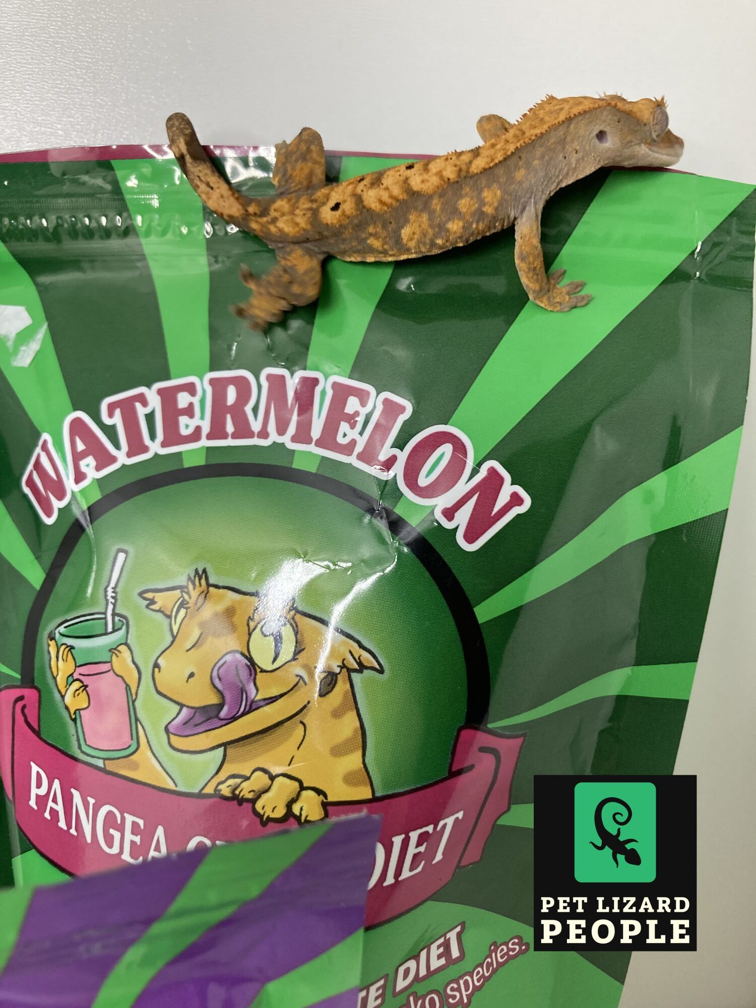 Guide to Crested Gecko Complete Diet - CGD - MRP