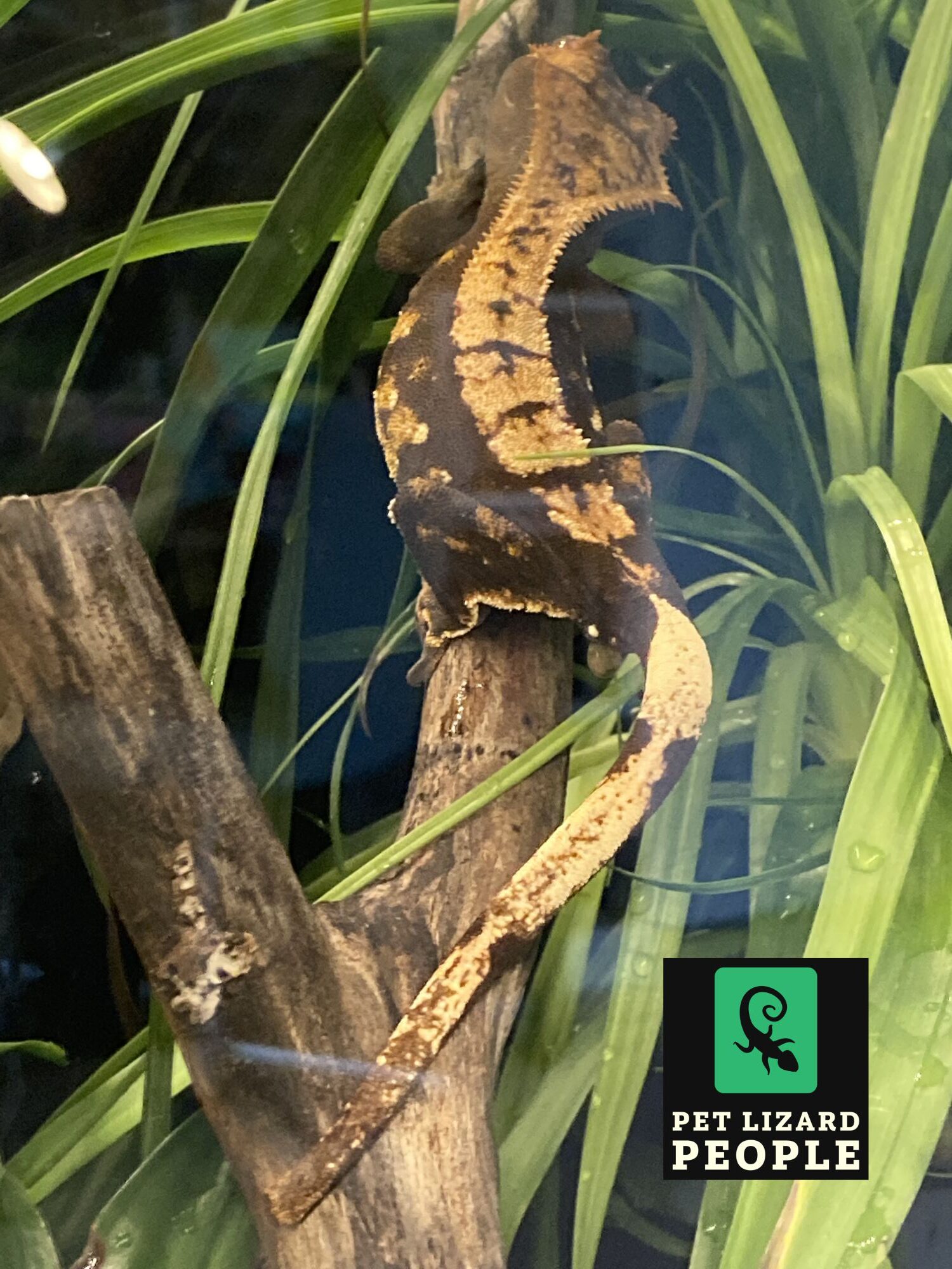 What is a Crested Gecko Vivarium and How Do You Make One?