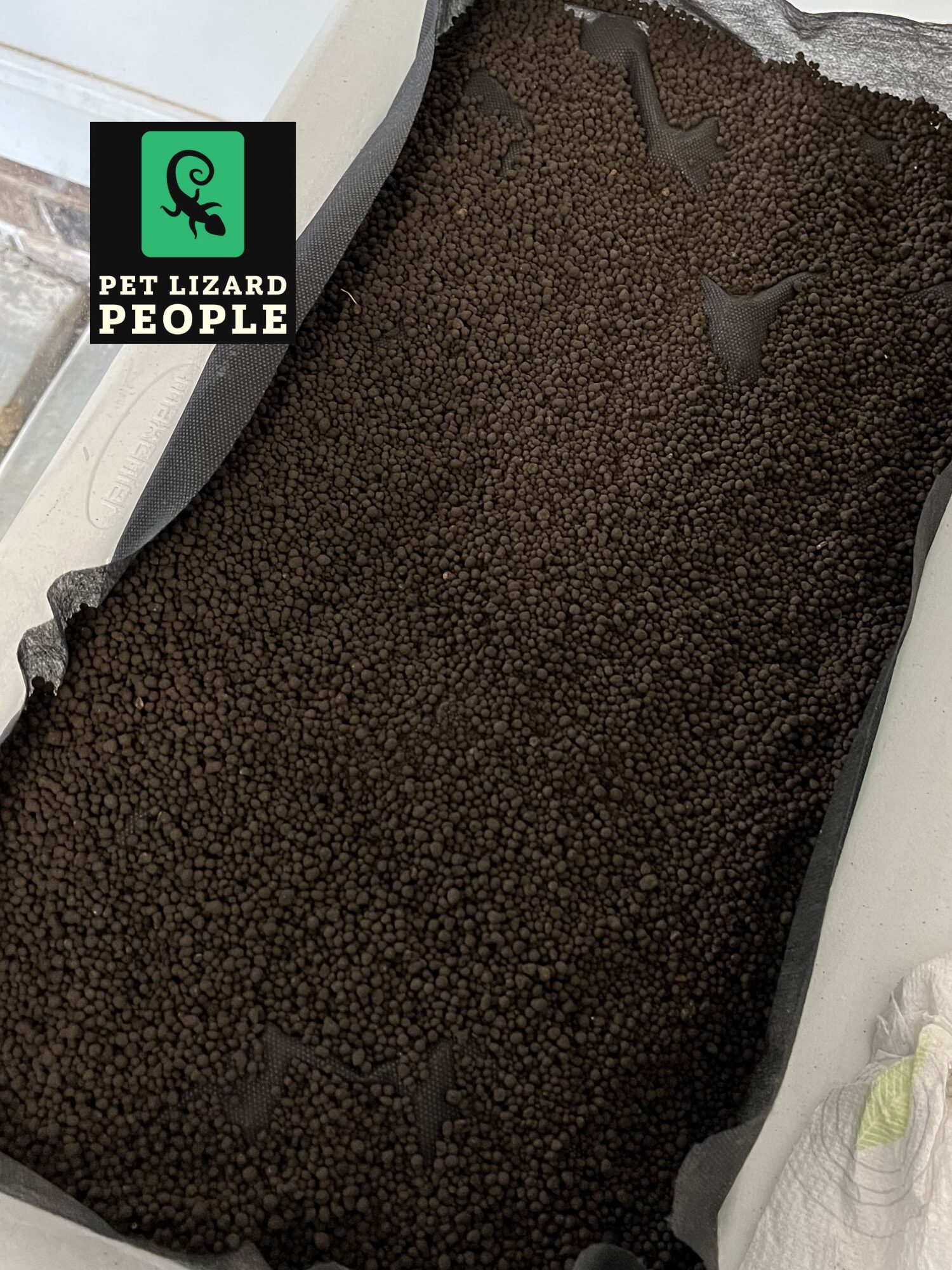 A Complete Guide to Crested Gecko Substrate & Bedding