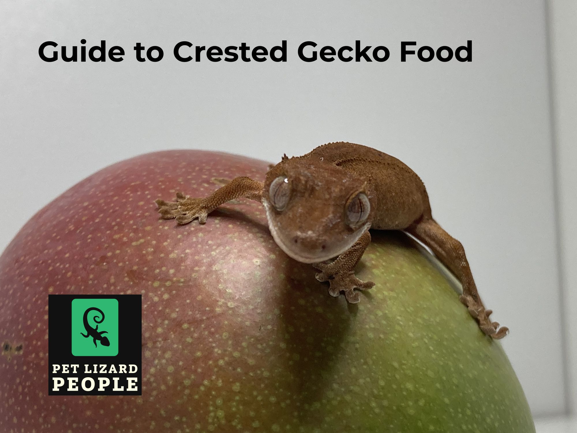 Pet Lizard People - Your Home For Tips and Care Advice