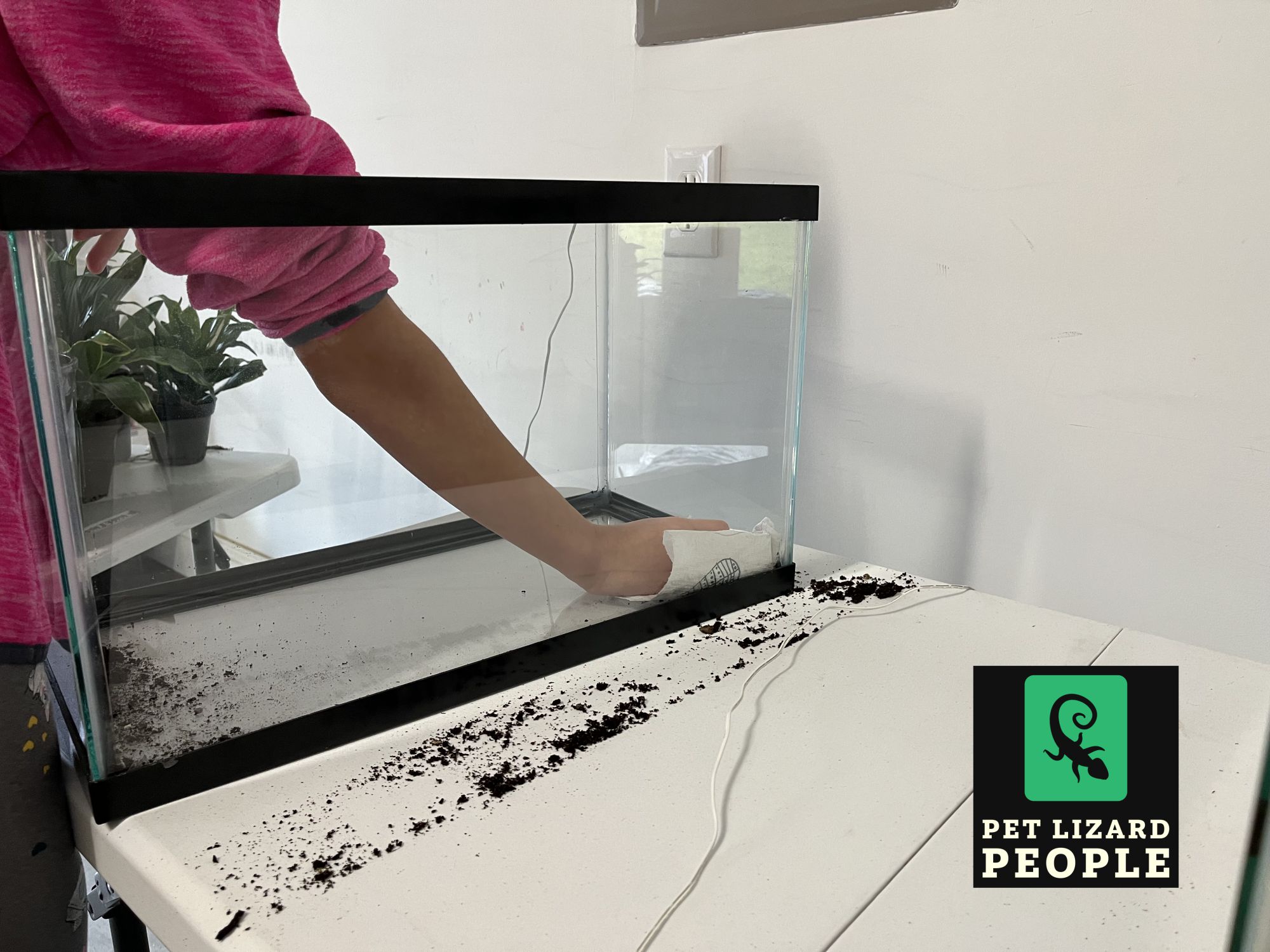 What Is The Ideal Crested Gecko Tank Size How To Choose