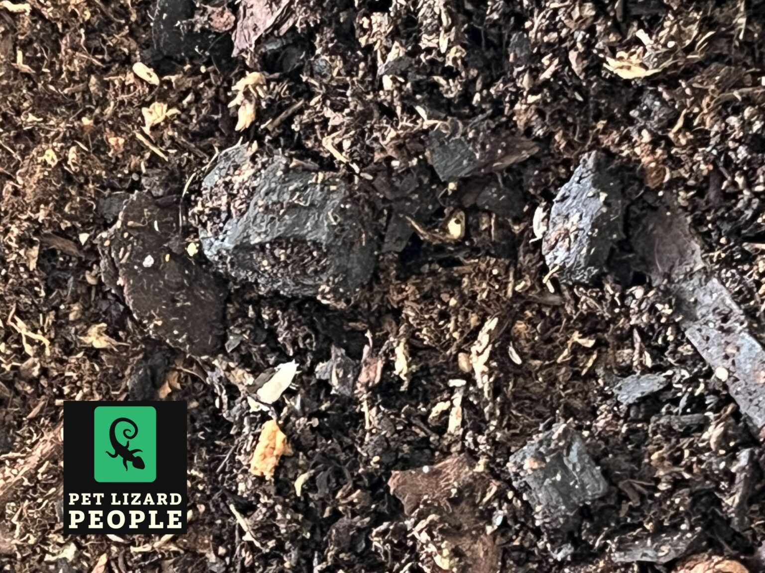 A Complete Guide to Crested Gecko Substrate & Bedding