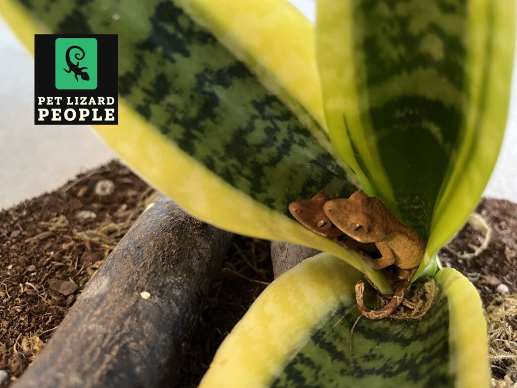 Crested Gecko Habitat: An Overview & Guide to Tank Set Up