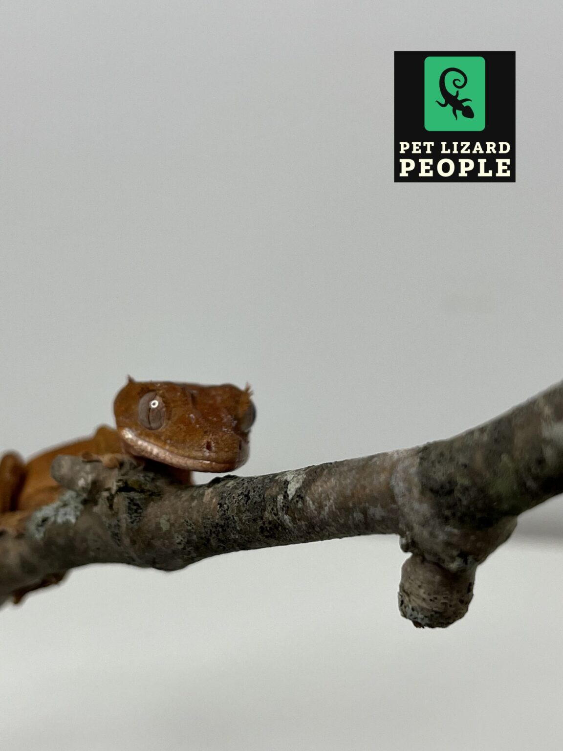 What Is The Ideal Crested Gecko Tank Size & How To Choose