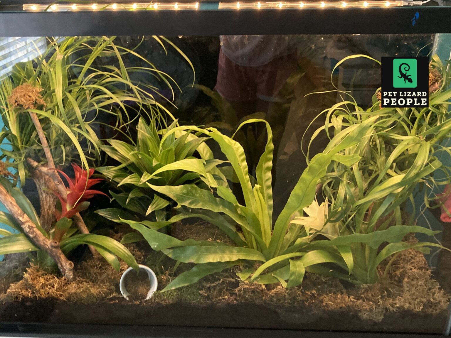 A Guide to Crested Gecko Lighting Requirements (UVB)