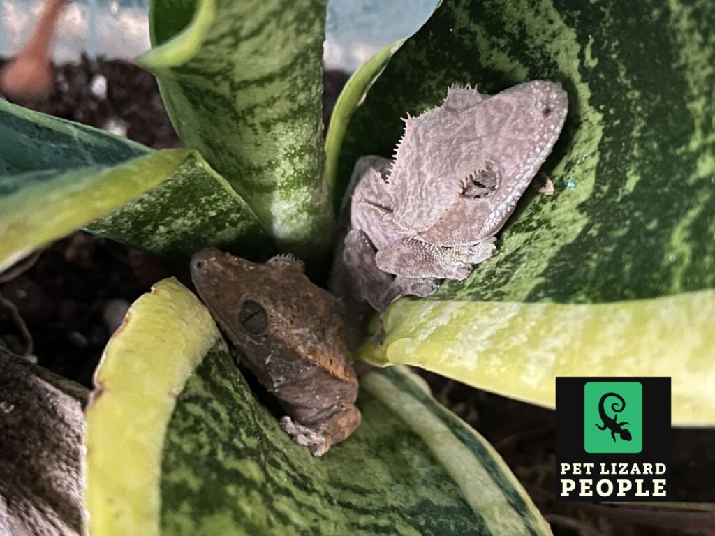 Crested Gecko Humidity Needs Geckos & Ideal Humid Environment